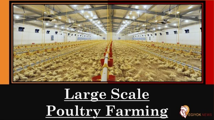 PPT - Large Scale Poultry Farming PowerPoint Presentation, free ...