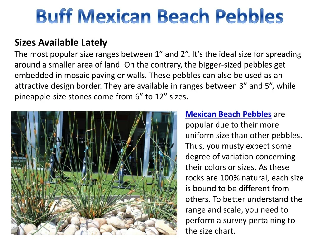 PPT - Buff Mexican Beach Pebbles PowerPoint Presentation, free download ...