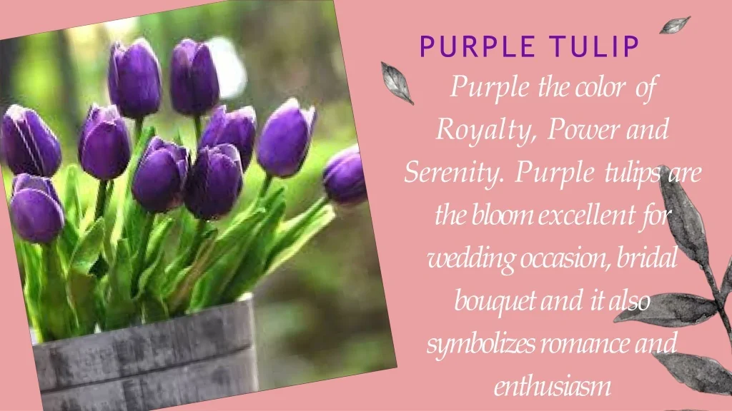 PPT - The stunning beauty of Tulips flower delivery in Qatar PowerPoint ...