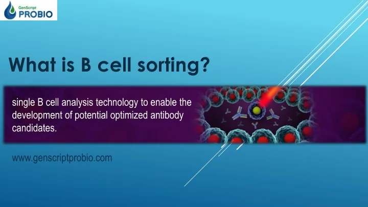 PPT - What is B cell sorting PowerPoint Presentation, free download ...