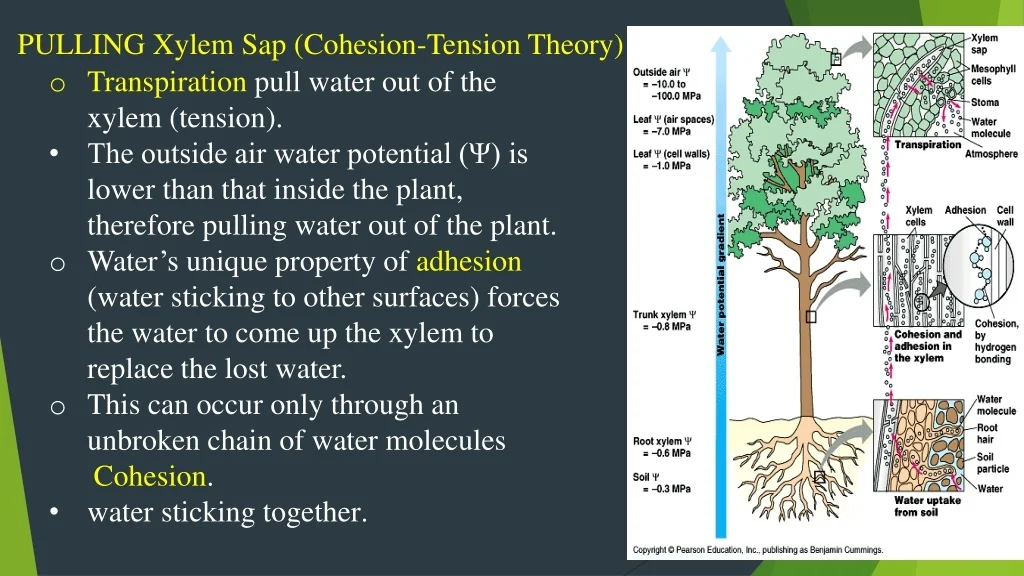 PPT - Water and solute transport in plant PPT PowerPoint Presentation ...