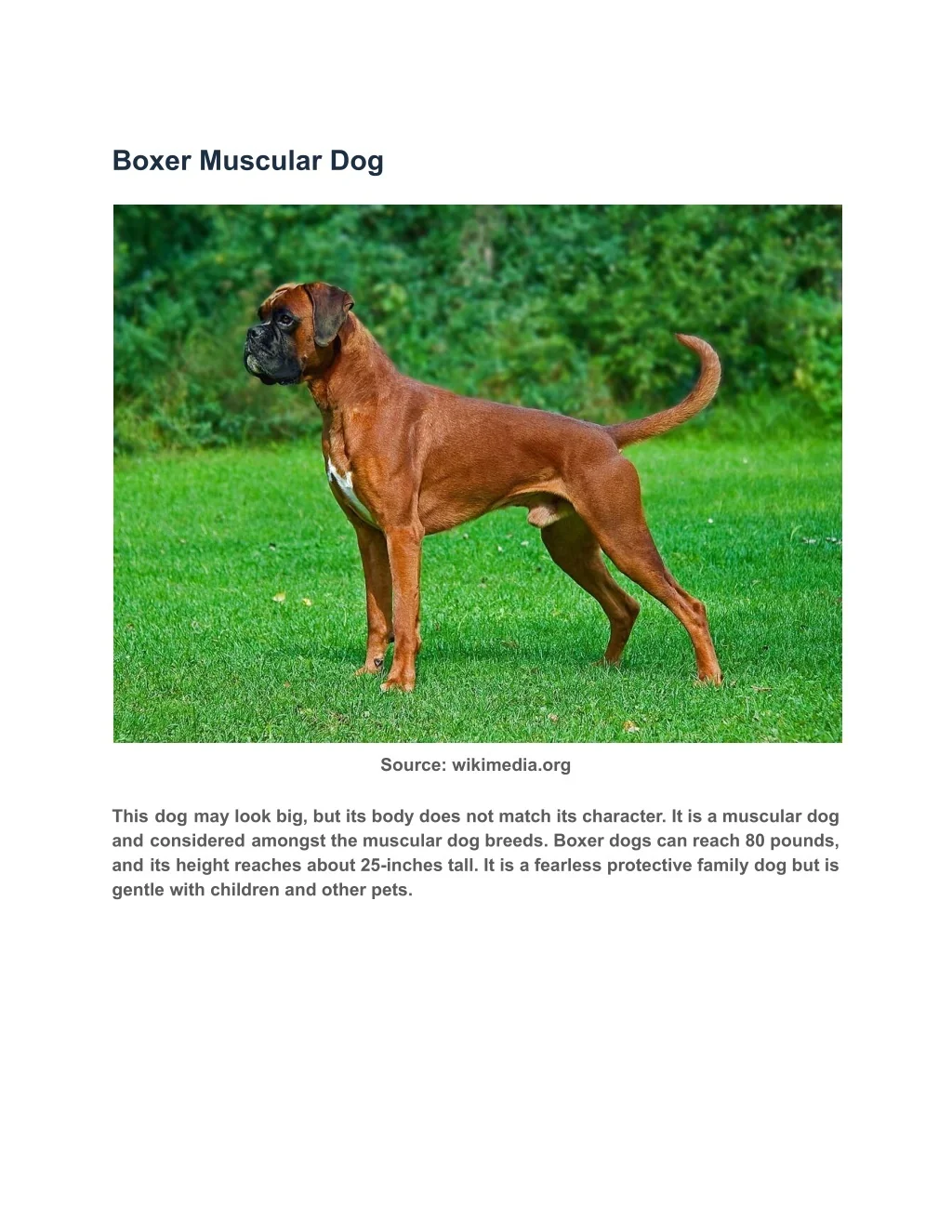 PPT - Know All About Muscular Dogs Breeds PowerPoint Presentation, free ...