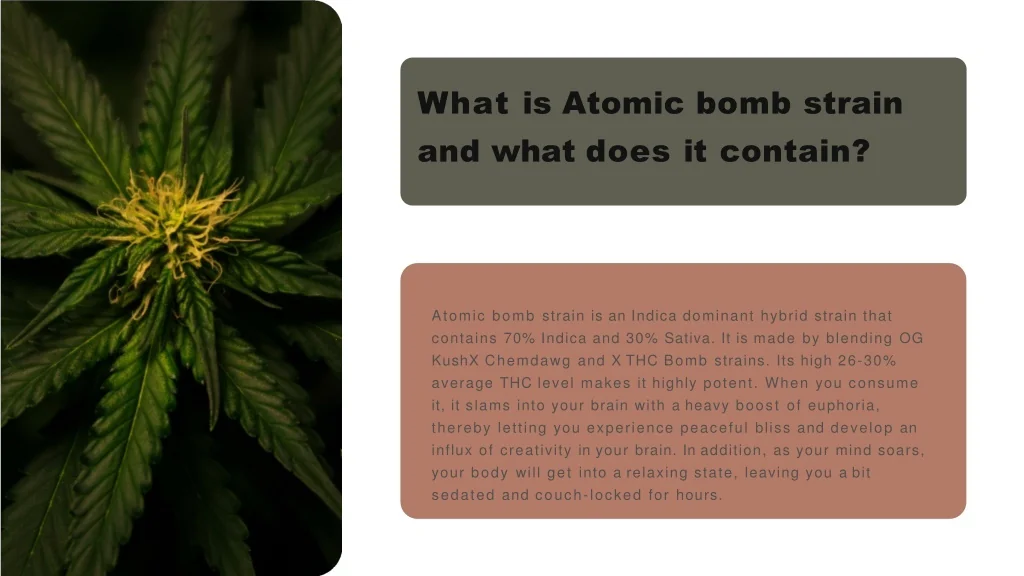 PPT - Experience Peaceful Bliss From Atomic Bomb Strain PowerPoint ...