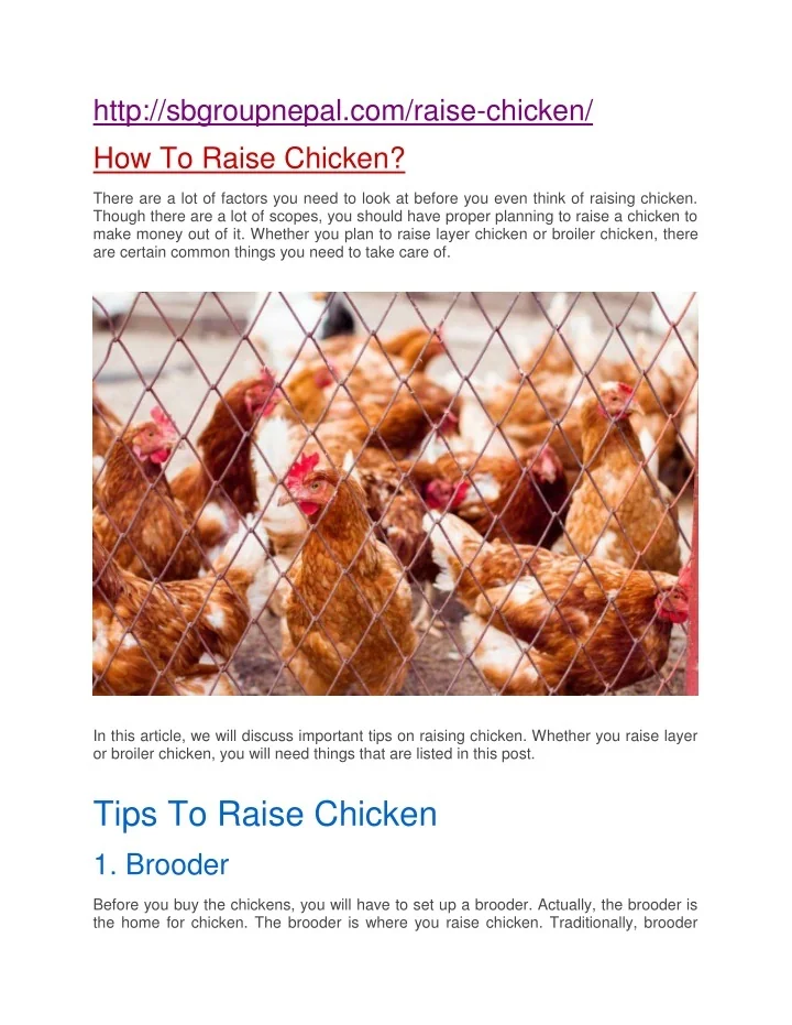 PPT - How To Raise Chicken? PowerPoint Presentation, free download - ID ...