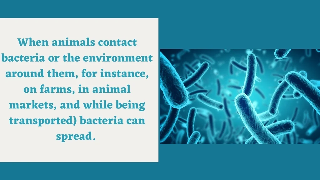 PPT - Animal Antibiotics and Antimicrobial Market PowerPoint ...