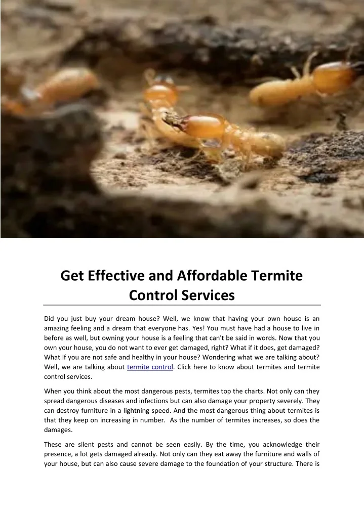 PPT - Get Effective and Affordable Termite Control Services PowerPoint ...