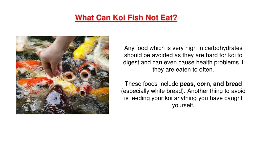 PPT - Bring the Best Possible Koi Food to Keep Your Koi Fish Healthy ...