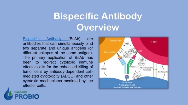 PPT - Bispecific Antibody Overview PowerPoint Presentation, free ...