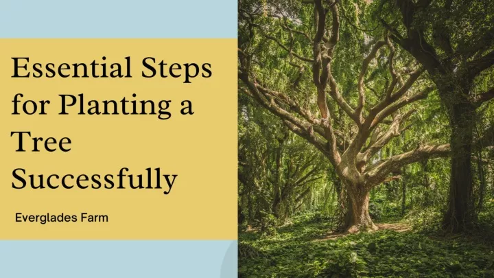 Ppt Essential Steps For Planting A Tree Successfully Powerpoint