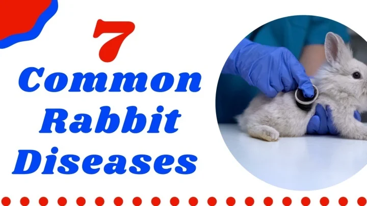 PPT - 7 Common Rabbit Diseases And Illnesses Every Owner Should Know ...