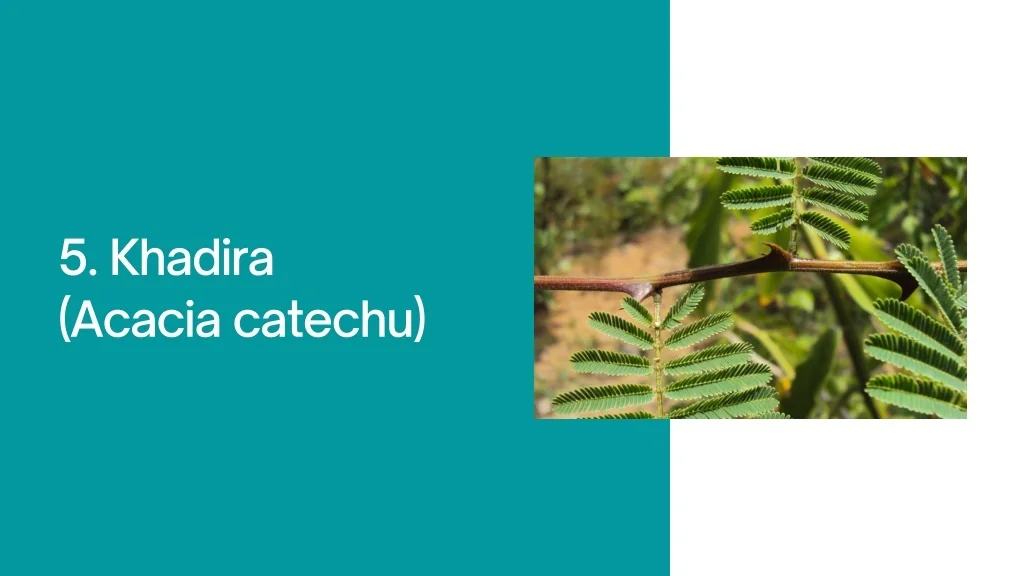 PPT - Top 7 Effective Herbs for Detergent Allergy Natural Treatment PowerPoint Presentation - ID ...