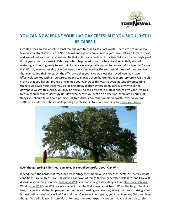 PPT - YOU CAN NOW PRUNE YOUR LIVE OAK TREES! BUT YOU SHOULD STILL BE ...