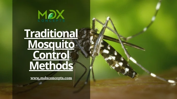 PPT - Traditional Mosquito Control Methods PowerPoint Presentation ...