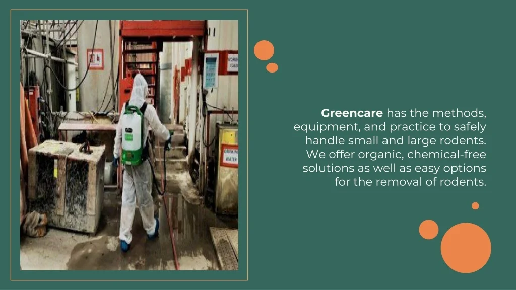 PPT - Rodent Control Services Singapore - Greencare PowerPoint Presentation - ID:10962141