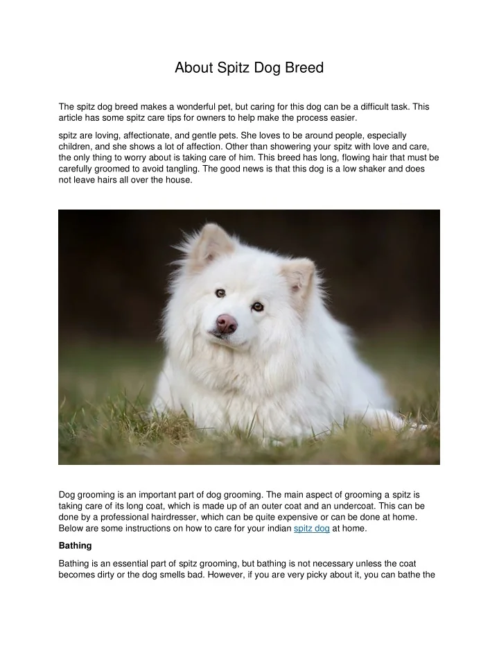 PPT - About Spitz Dog Breed PowerPoint Presentation, free download - ID ...