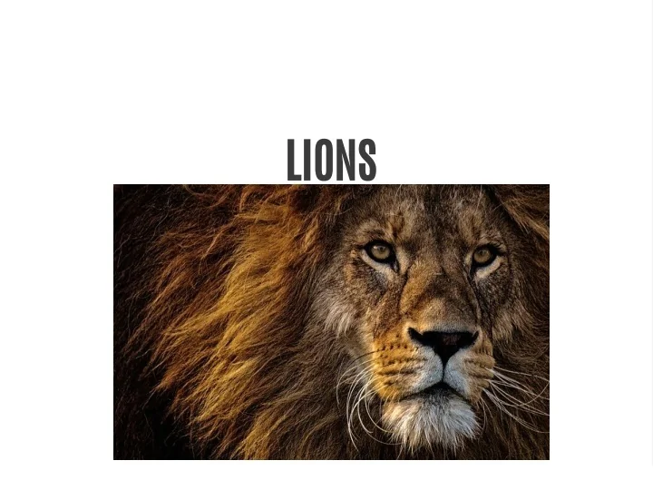 PPT - lion facts PowerPoint Presentation, free download - ID:10985385