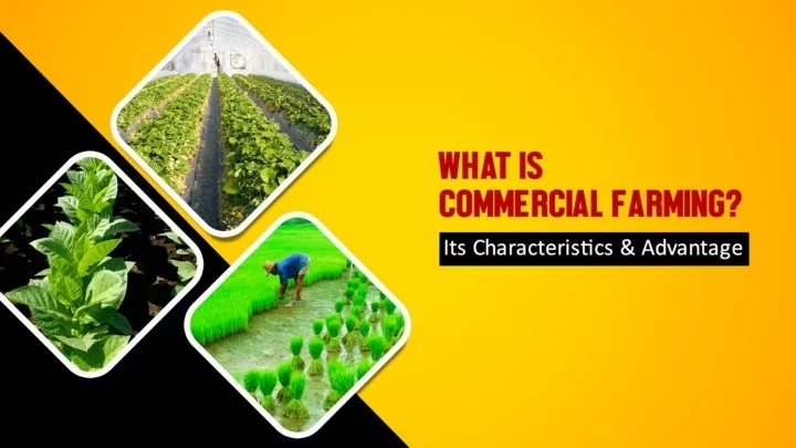 PPT - What is Commercial Farming, Its Characteristics & Advantage ...