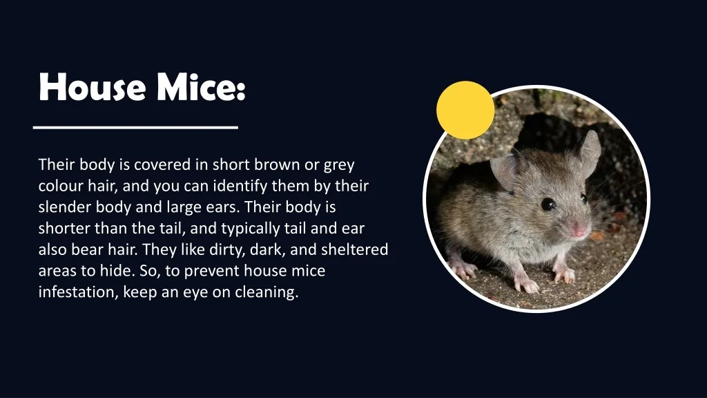 PPT - The Most Common Types Of Rodents That Infest Your Home | Pest ...