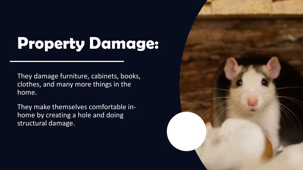 PPT - The Most Common Types Of Rodents That Infest Your Home | Pest ...