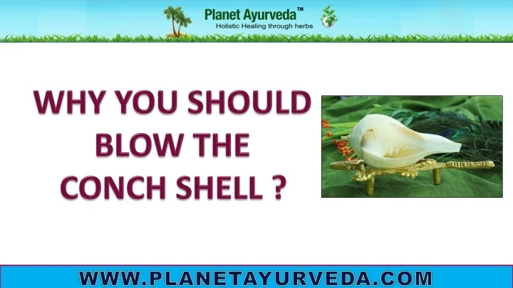 PPT - Why should Blow the Conch Shell?- Health Benefits PowerPoint ...