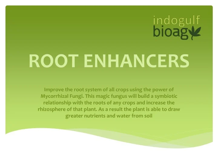 PPT - Root Enhancers By Indogulf BioAg PowerPoint Presentation, free ...