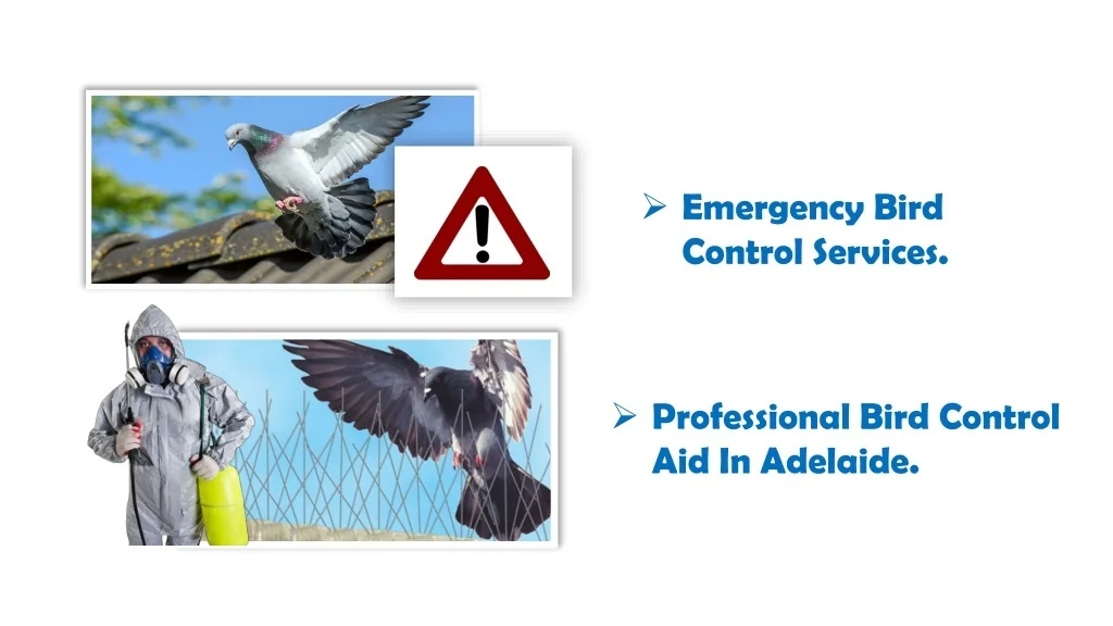 PPT - Get The Professional Bird Control Aid In Adelaide | Residential ...