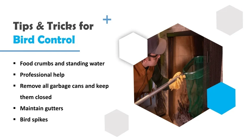 PPT - Get The Professional Bird Control Aid In Adelaide | Residential ...