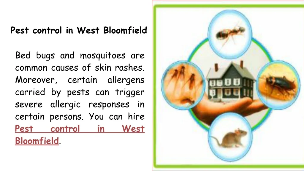 PPT - Backyard Spider Control Service in Michigan PowerPoint ...