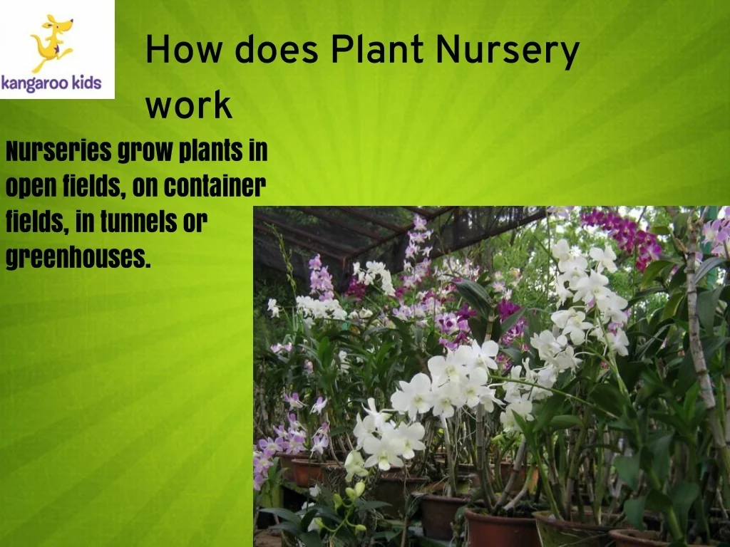 PPT - PPT_PLANT NURSERY & GREEN HOUSE PowerPoint Presentation, free ...