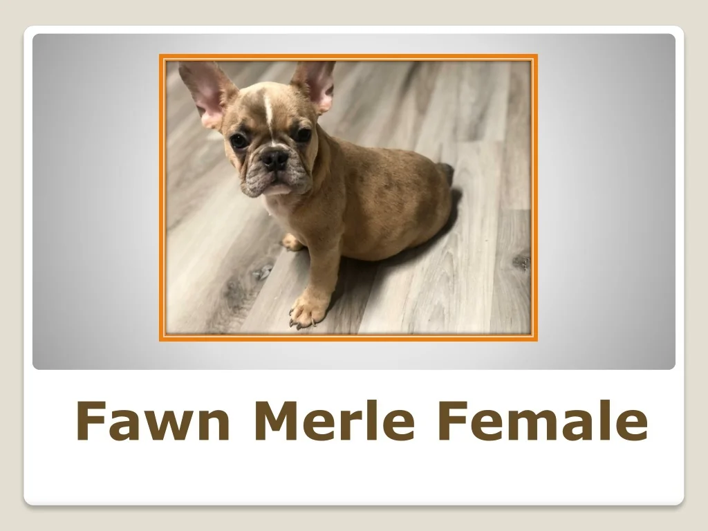 PPT - French Bulldog Breeders San Diego PowerPoint Presentation, free ...