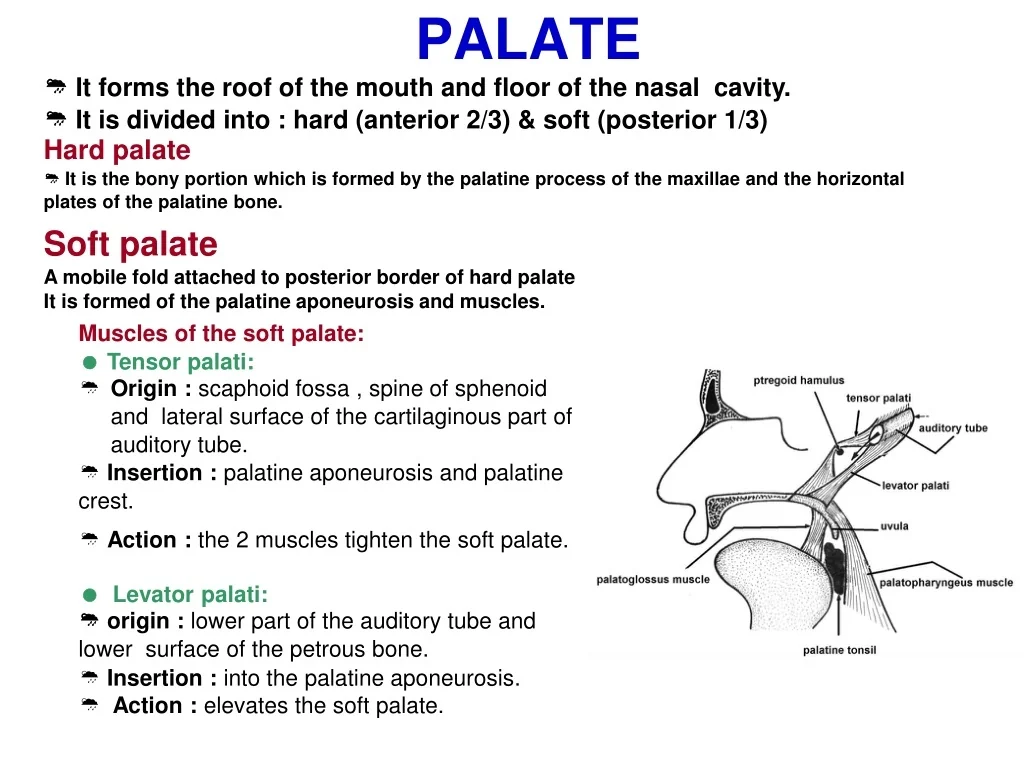 PPT - 1- Anatomy of oral cavity PowerPoint Presentation, free download ...