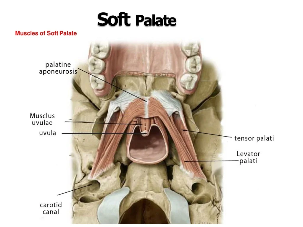 PPT - 1- Anatomy of oral cavity PowerPoint Presentation, free download ...