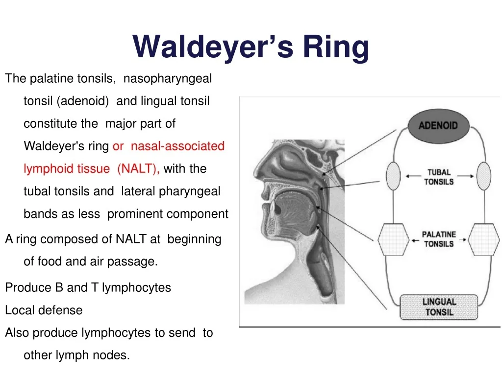 PPT - 1- Anatomy of oral cavity PowerPoint Presentation, free download ...