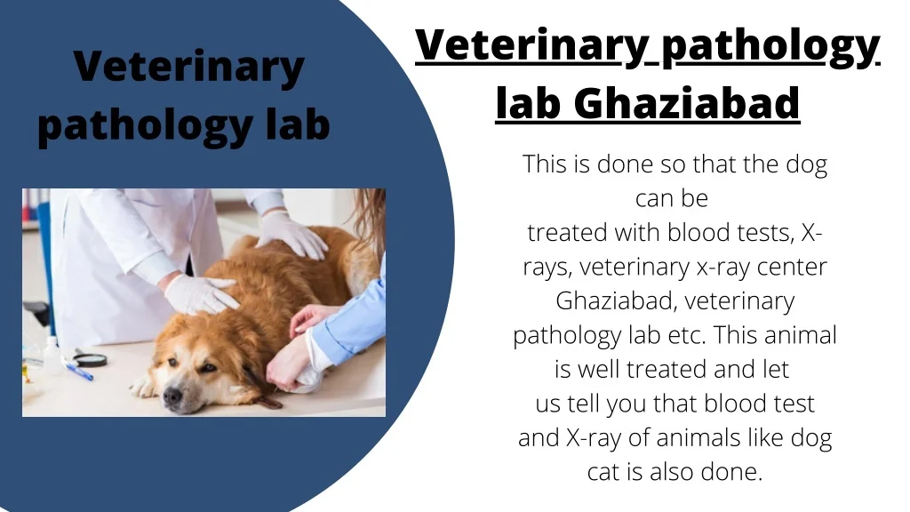 PPT - Veterinary diagnostic lab Delhi | Veterinary pathology lab ...