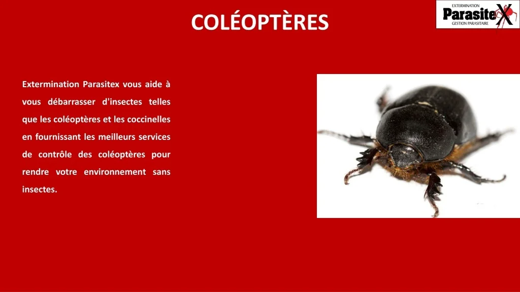 PPT - EXTERMINATEUR DE PARASITE À GATINEAU PowerPoint Presentation ...
