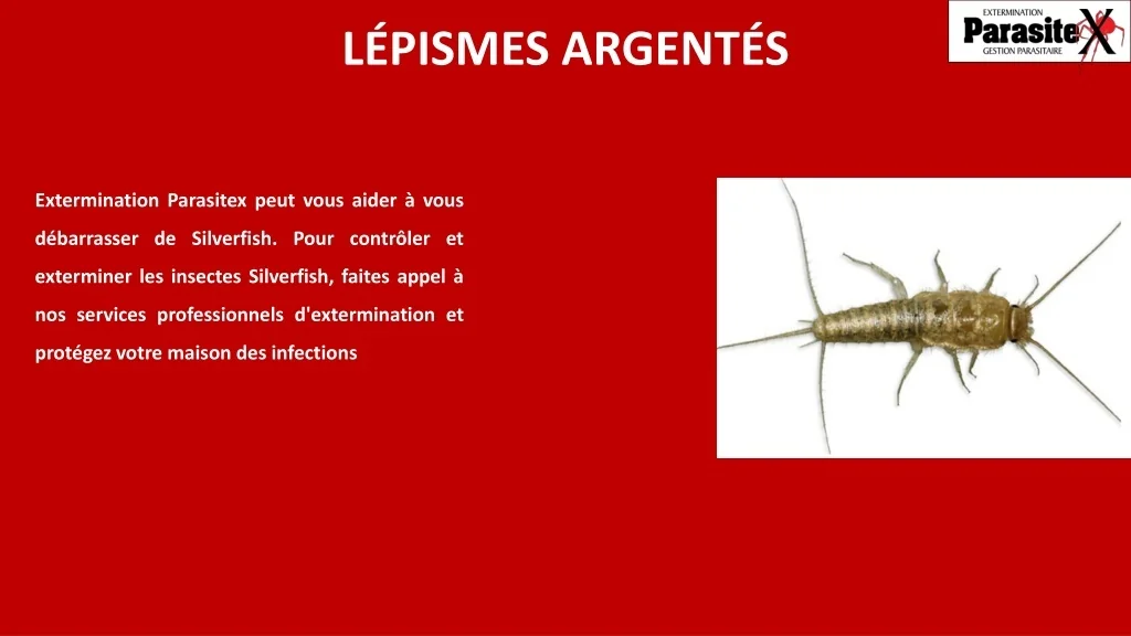 PPT - EXTERMINATEUR DE PARASITE À GATINEAU PowerPoint Presentation ...