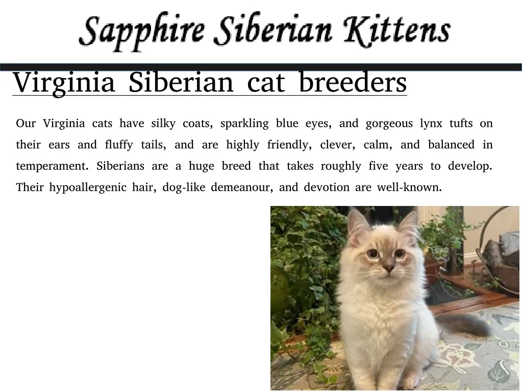 PPT - Siberian cat breeders DMV PowerPoint Presentation, free download ...