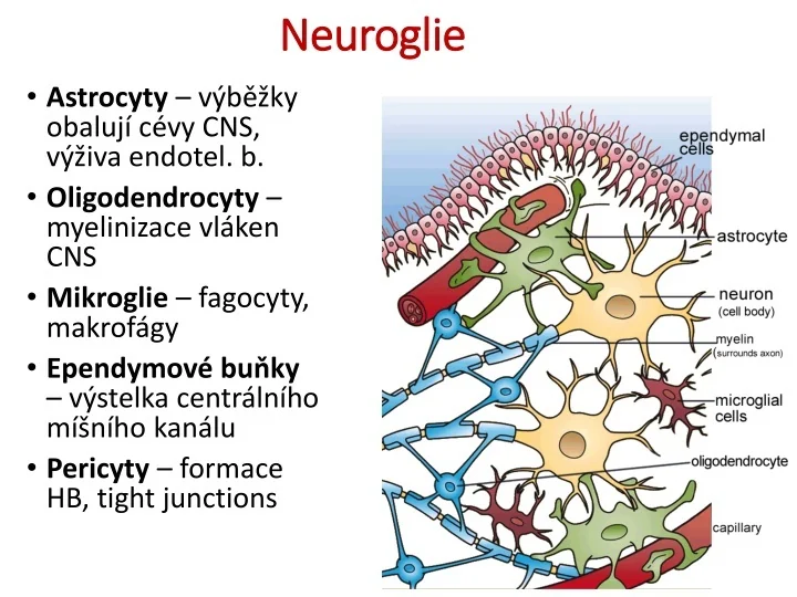 PPT - Neuroglie PowerPoint Presentation, free download - ID:9277806