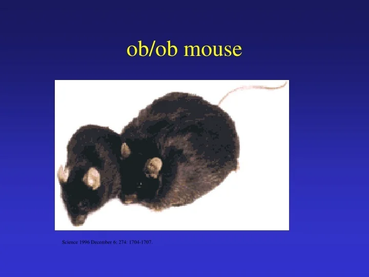 PPT - ob/ob mouse PowerPoint Presentation, free download - ID:9285499