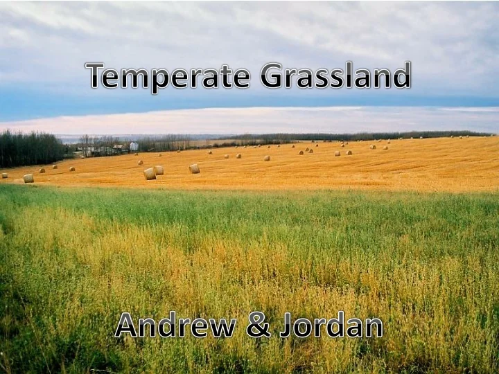 PPT - Temperate Grassland PowerPoint Presentation, free download - ID ...