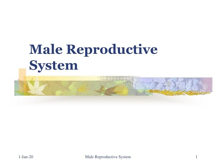 PPT - Male Reproductive System PowerPoint Presentation, free download ...