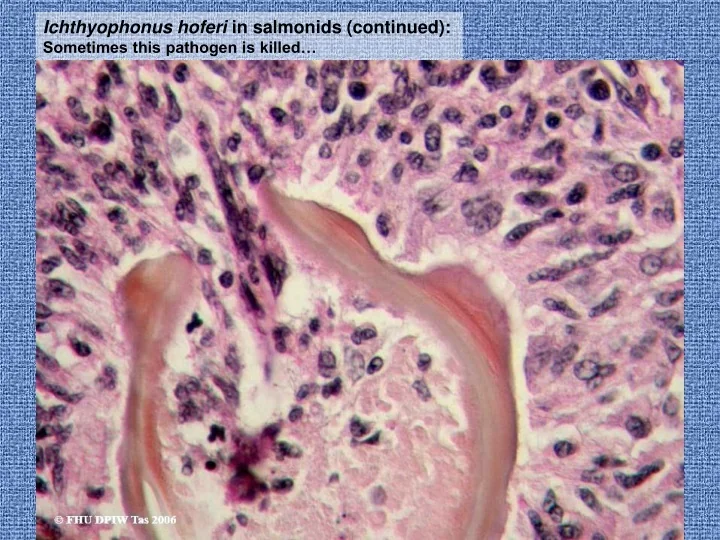 PPT - Ichthyophonus hoferi in salmonids (continued): Sometimes this ...
