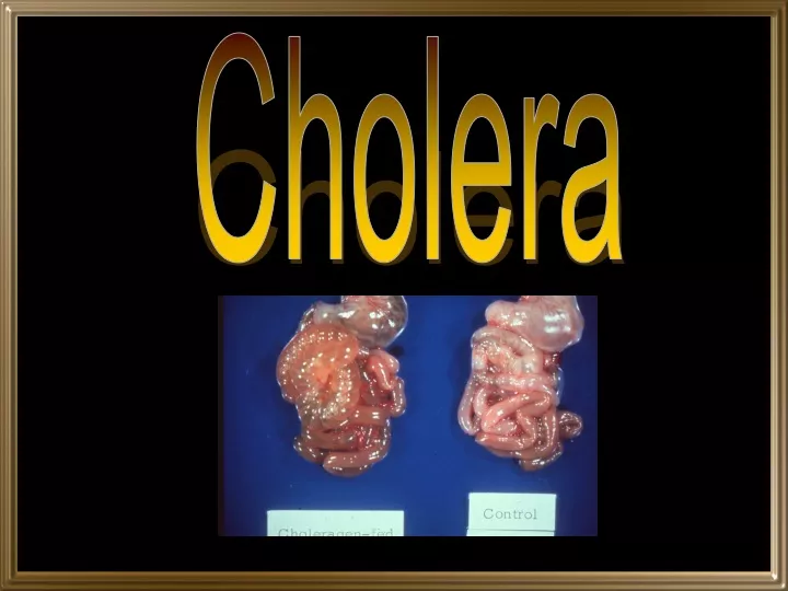 PPT - Cholera PowerPoint Presentation, free download - ID:9301509 PPT - Cholera PowerPoint Presentation, free download - ID:9301509