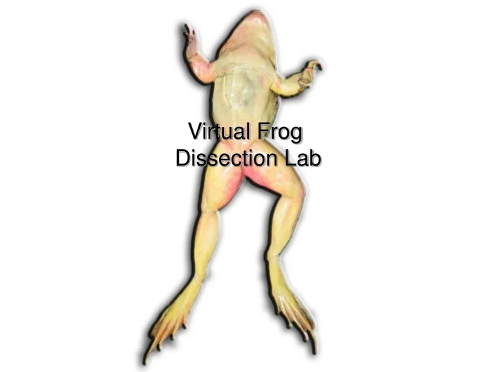 PPT - Virtual Frog Dissection Lab PowerPoint Presentation, free download - ID:9305042