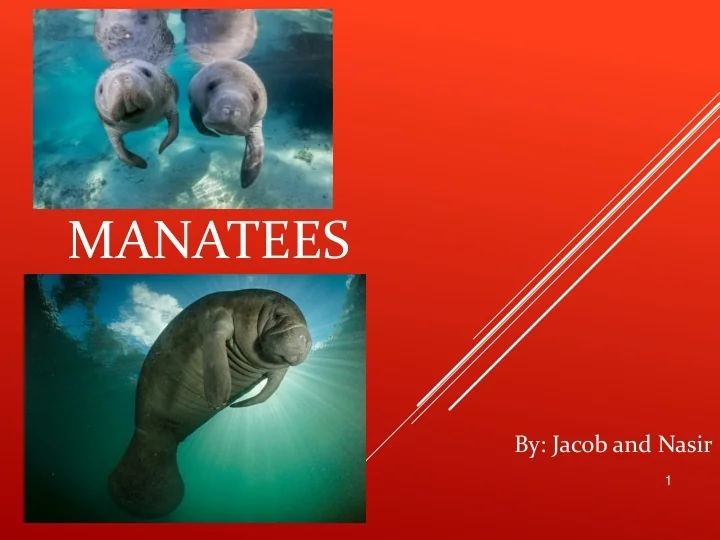 PPT - Manatees PowerPoint Presentation, free download - ID:9314385
