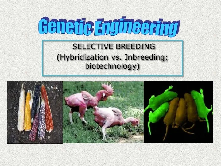 PPT - SELECTIVE BREEDING (Hybridization vs. Inbreeding; biotechnology ...