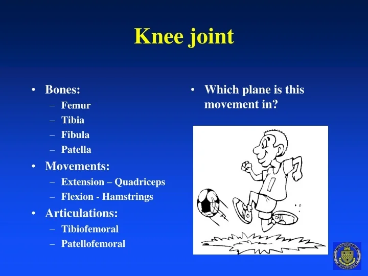 PPT - Knee joint PowerPoint Presentation, free download - ID:9314929
