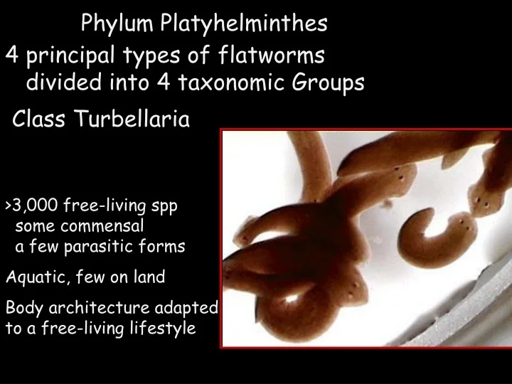PPT - 4 principal types of flatworms divided into 4 taxonomic Groups ...