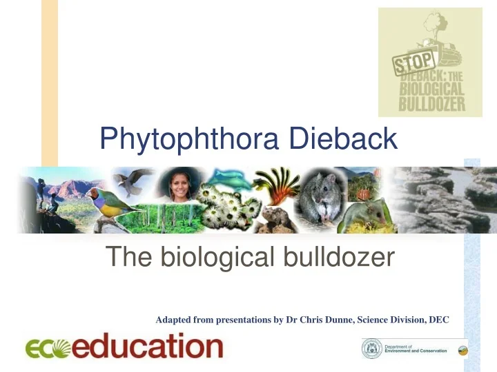 PPT - Phytophthora Dieback PowerPoint Presentation, free download - ID ...