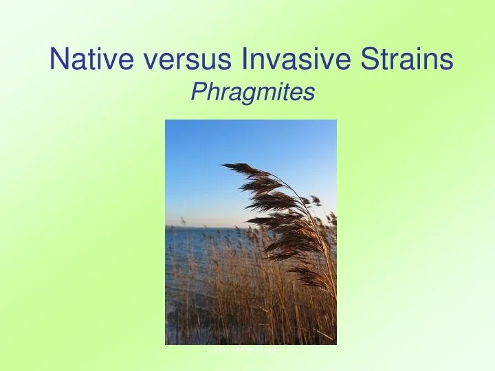 PPT - Native versus Invasive Strains Phragmites PowerPoint Presentation ...